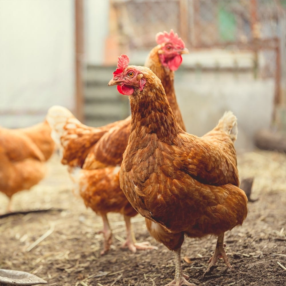 Home - Navigator Industries